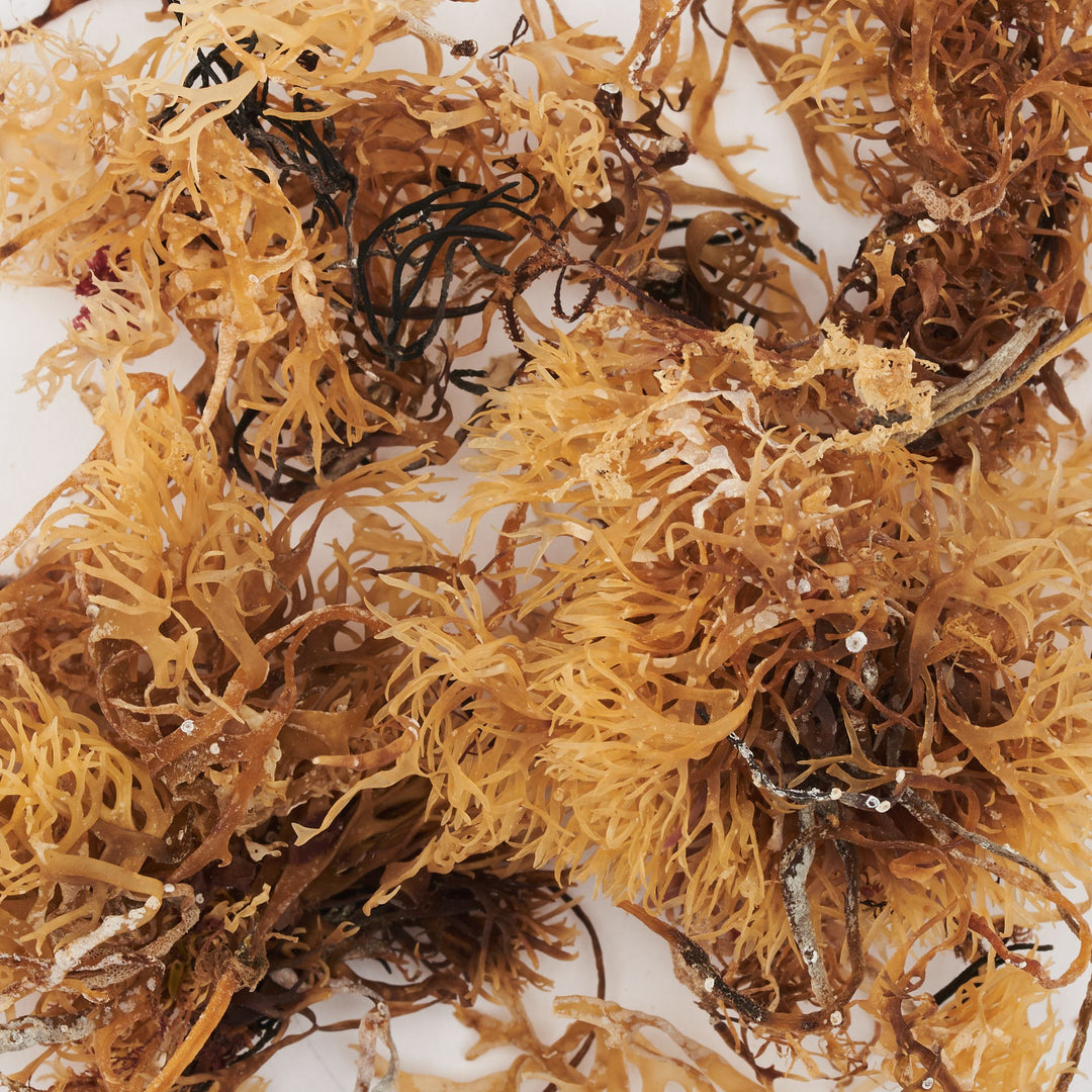 Chondrus Crispus (Irish Sea Moss): Proprietà, Benefici e Ricette ...
