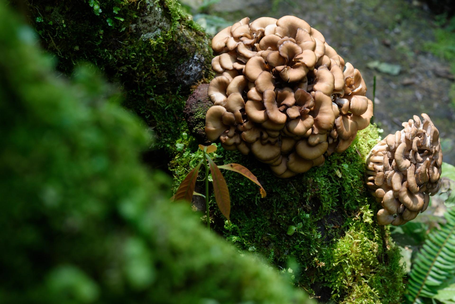 Maitake: proprietà, benefici e ricette | CiboCrudo